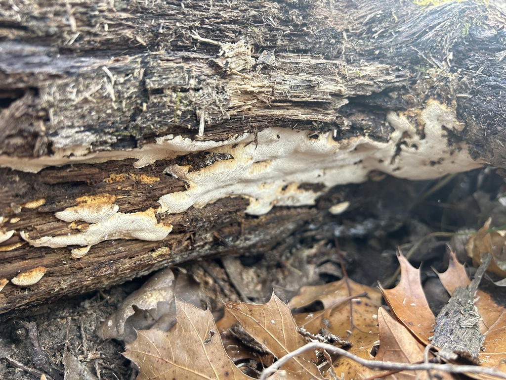 Poriella subacida from Rock Bridge Memorial State Park, Columbia, MO ...