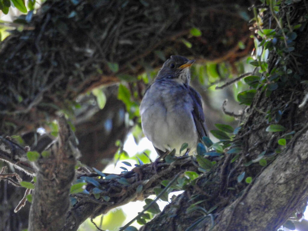 Blacksmith Thrush from Pelotas - Princesa, Pelotas - RS, Brasil on ...