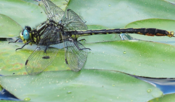 Horned Clubtail in June 1991 by Allen Barlow. Scan from an old slide ...