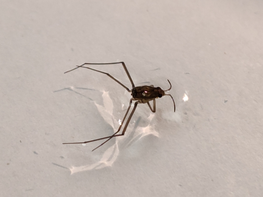 Water Striders from Mansfield, PA 16933, USA on November 4, 2024 at 09:46 AM by Benjamin ...