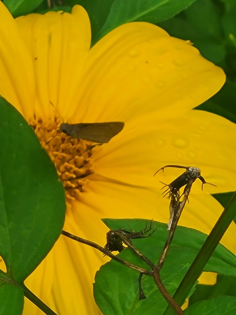 Three-spotted Skipper from Melbourne, FL 32901, USA on November 04 ...