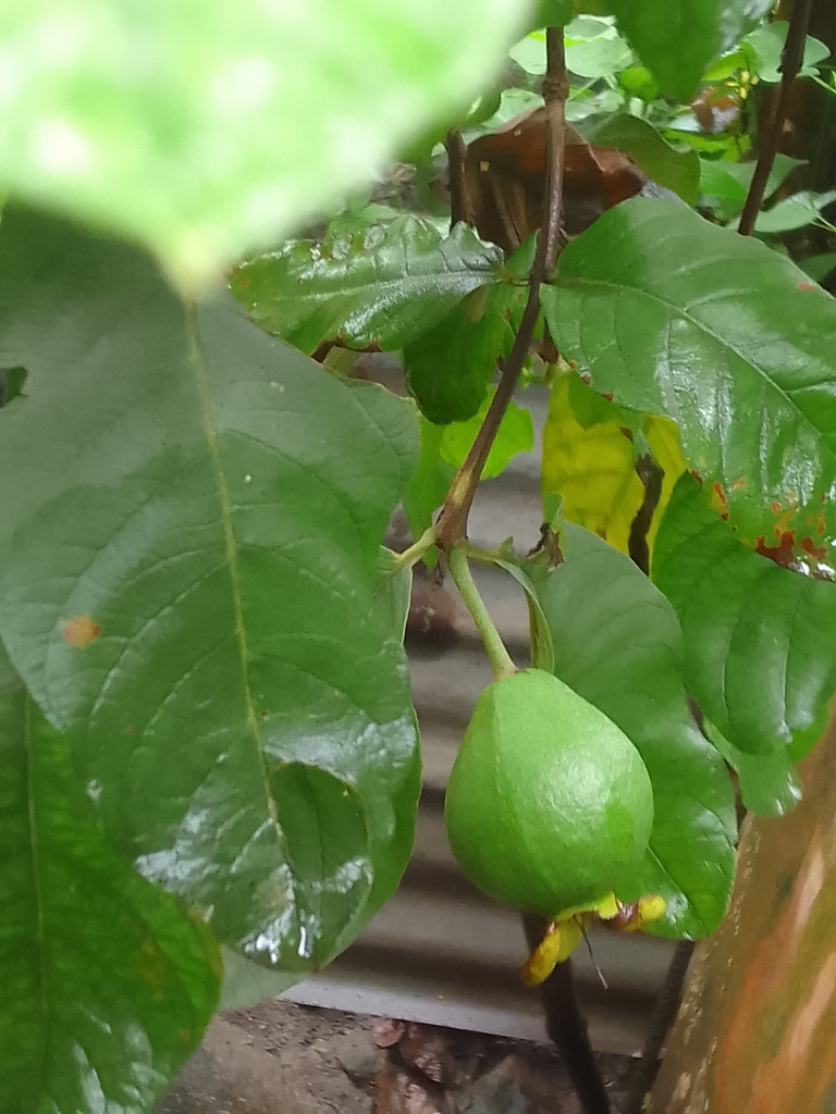 Common guava from JRHG+QVC Plaza Central, Los Santos Province, Panamá ...