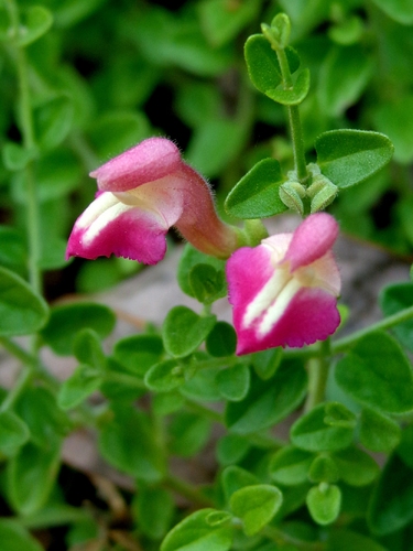 Cherry Skullcap (Scutellaria suffrutescens)