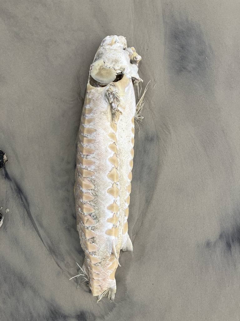Gulf Sturgeon in November 2024 by robertbaiu · iNaturalist