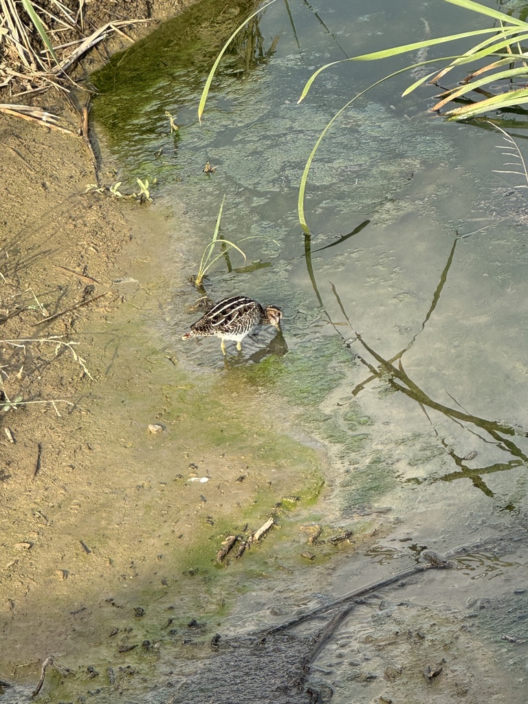Wilson's Snipe from KY-1207, Utica, KY, US on November 4, 2024 at 02:11 ...