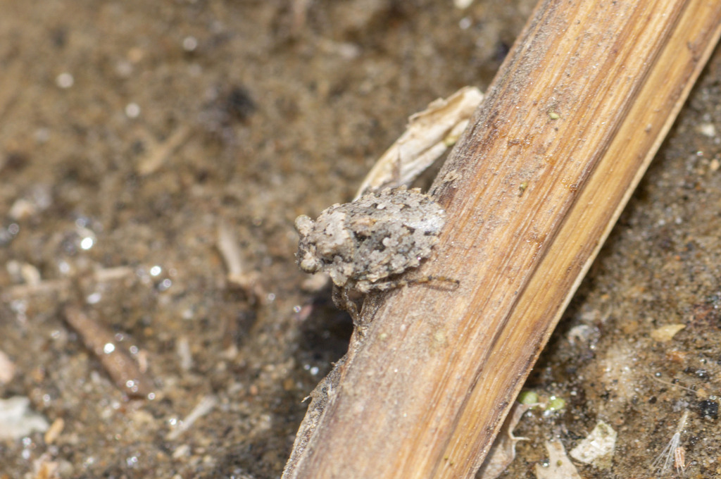 Big-eyed Toad Bug from Woodley, Los Angeles, CA, USA on November 3 ...