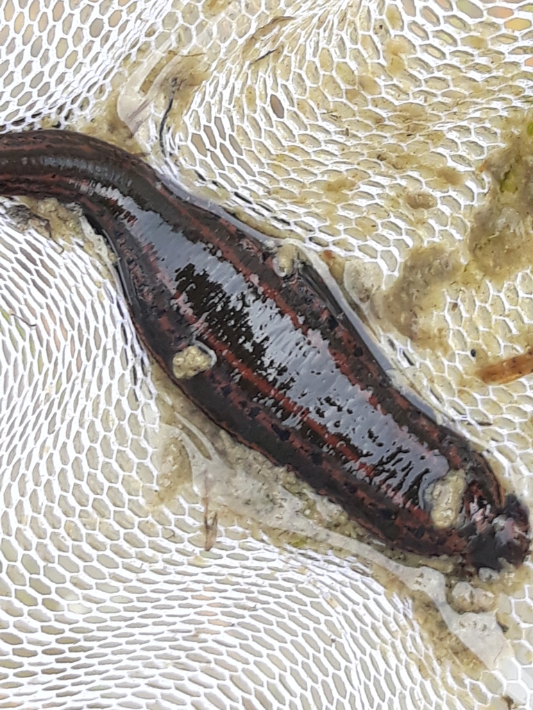 European Medicinal Leech in July 2019 by hein · iNaturalist