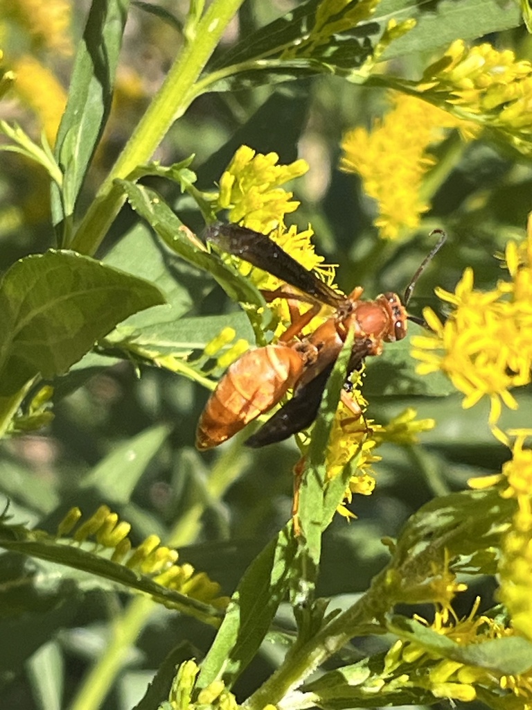 Fine-backed Red Paper Wasp from Broomsedge Trail, Chattanooga, TN, US ...