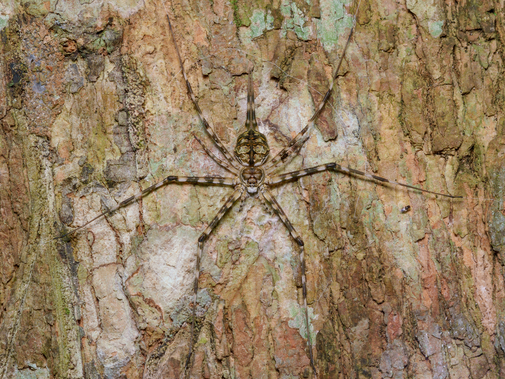 Two-tailed spiders from 30 Venus Dr, Singapore 573858 on July 13, 2019 ...