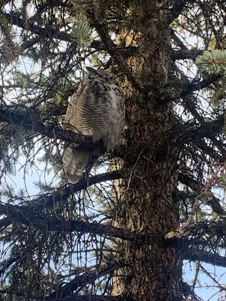 Great Horned Owl from Inglewood Bird Sanctuary, Calgary, AB, CA on ...