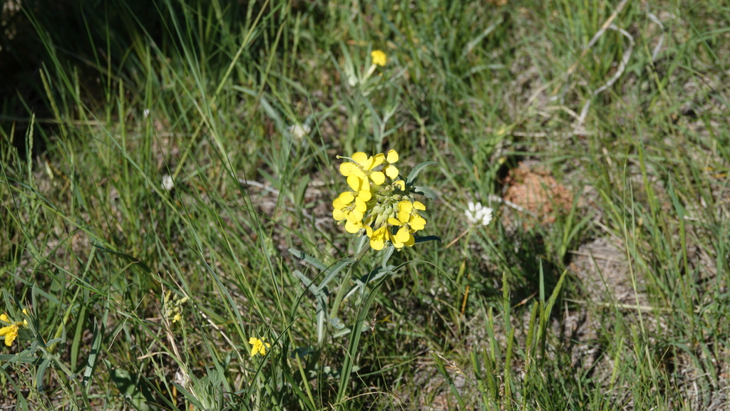 Prairie-rocket Wallflower from Medora, ND 58645, USA on May 30, 2024 at ...