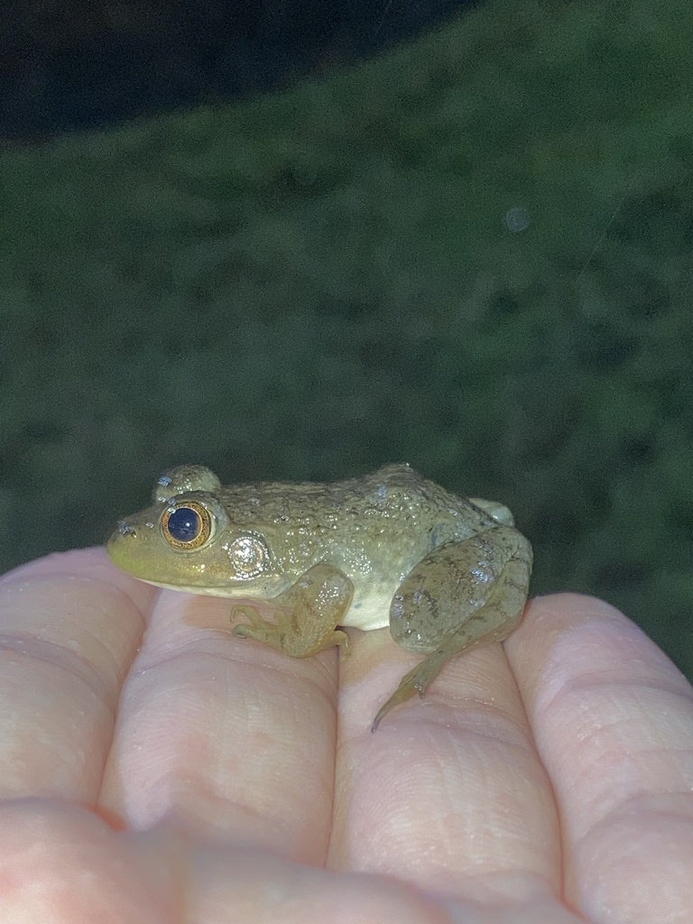 American Bullfrog from Georgia Southern University, Statesboro, GA, US ...