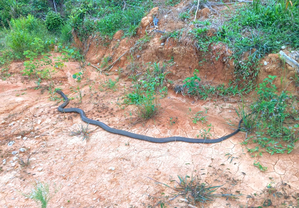 Sunda King Cobra from Sido Mukti, Kec. Muara Kaman, Kabupaten Kutai ...