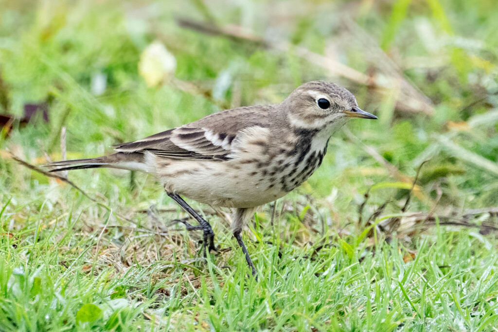 American Pipit from Pacific Beach, San Diego, CA, USA on October 28 ...