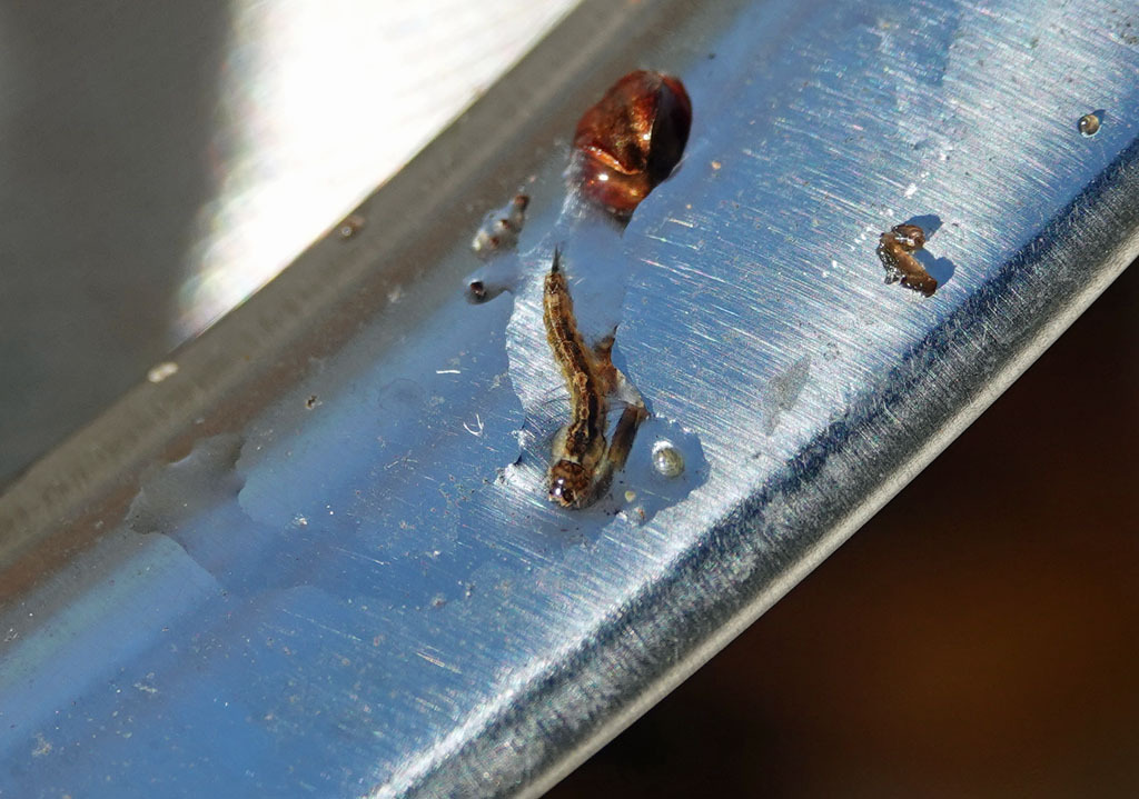 Mosquitoes from Pat Sutton's Wildlife Garden, Cape May County, NJ, USA ...