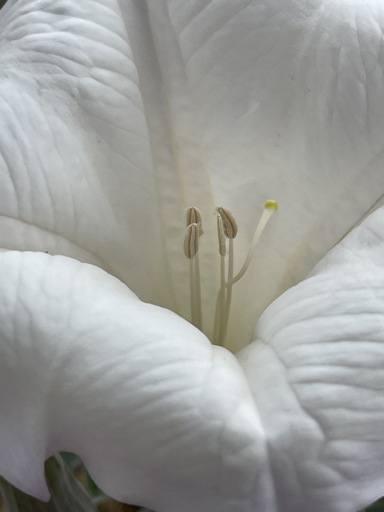 Sacred Datura in September 2024 by Daniel Hetzel · iNaturalist