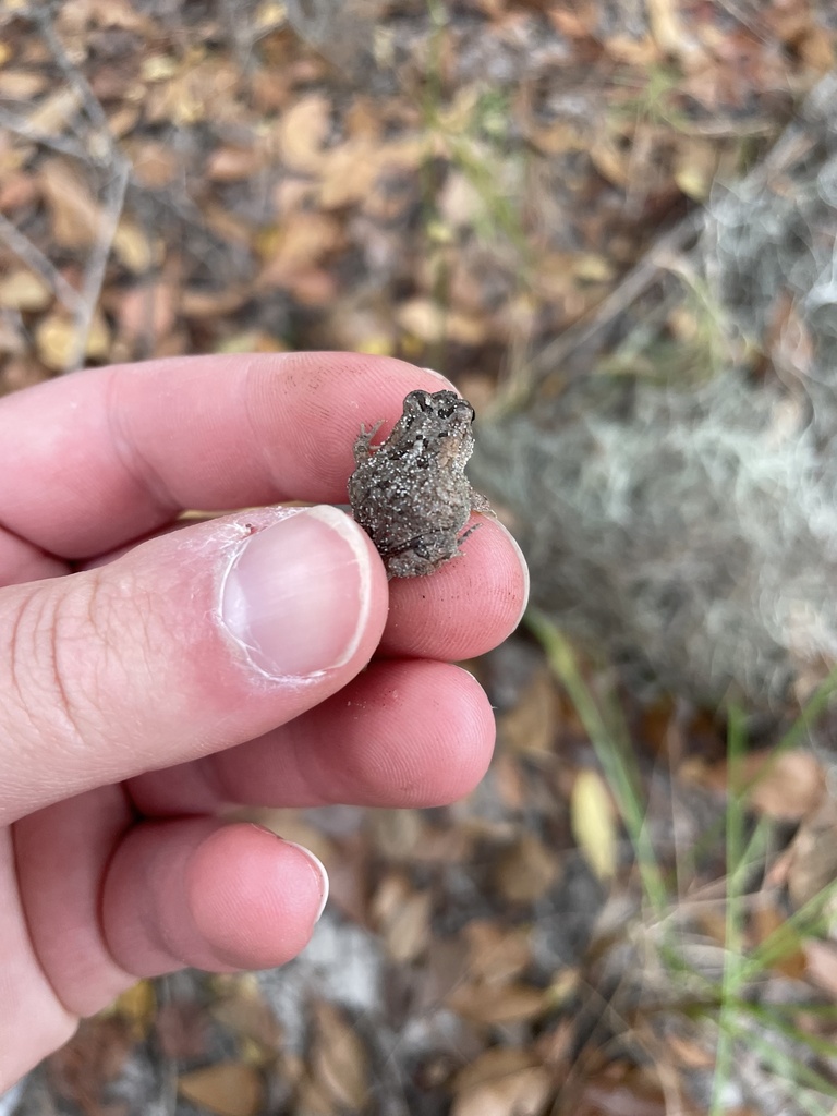 Southern Toad from Lumberton, NC, US on November 02, 2024 at 04:26 PM ...
