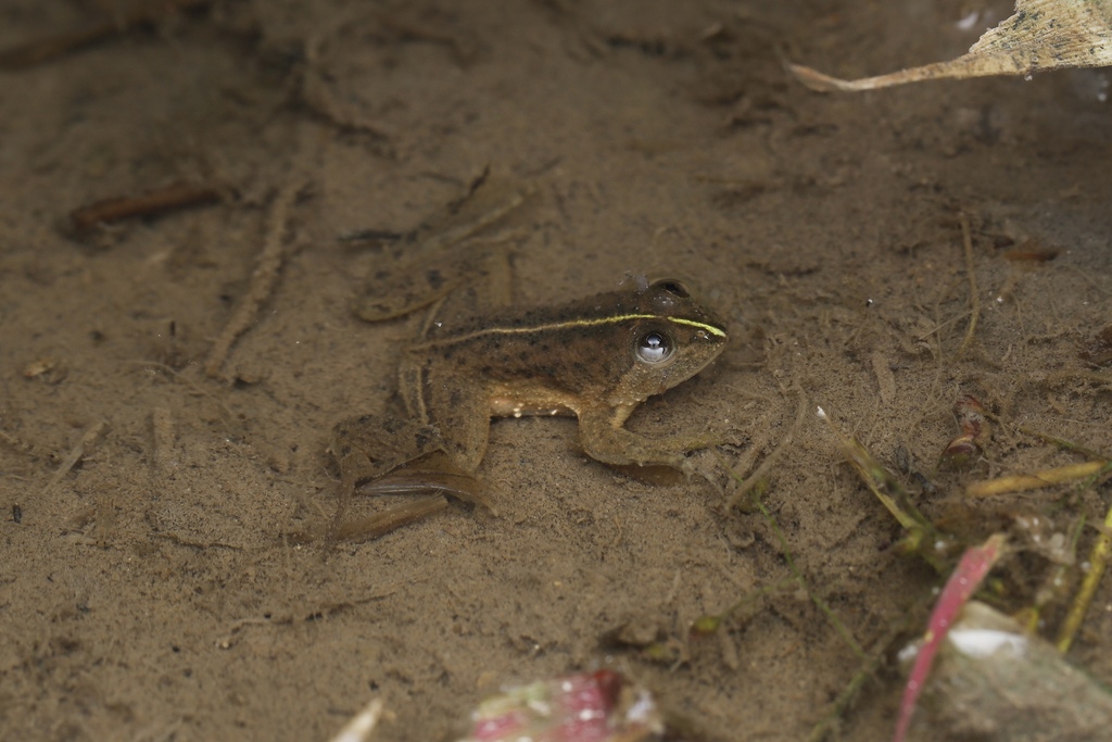 Green Puddle Frog from 香港大屿山 on October 20, 2024 by Yifei Huang ...