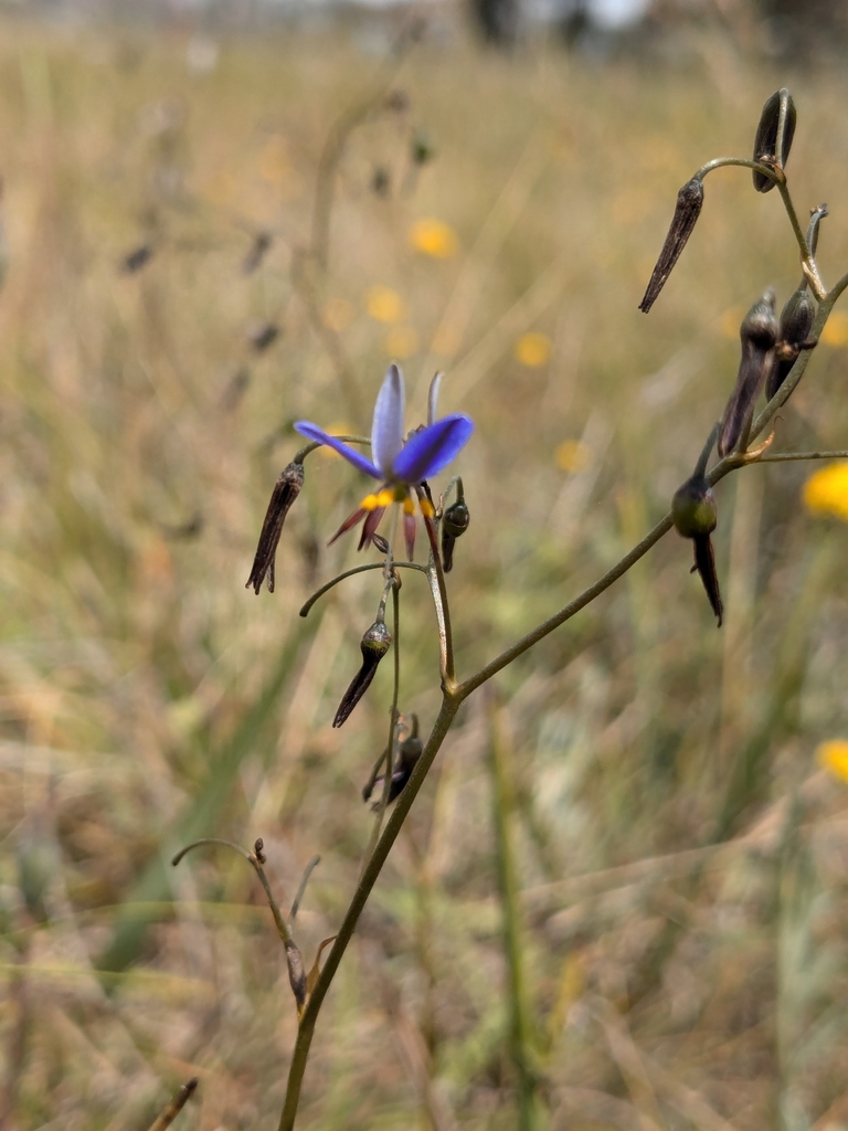 flax-lilies from Sunbury VIC 3429, Australia on November 2, 2024 at 12: ...