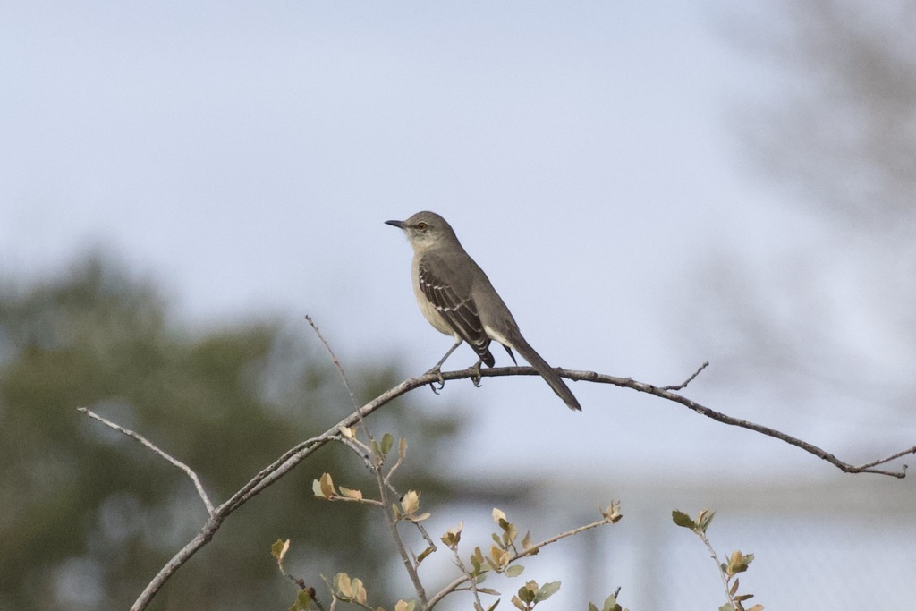 Northern Mockingbird from Prescott, AZ, USA on December 20, 2023 at 12: ...