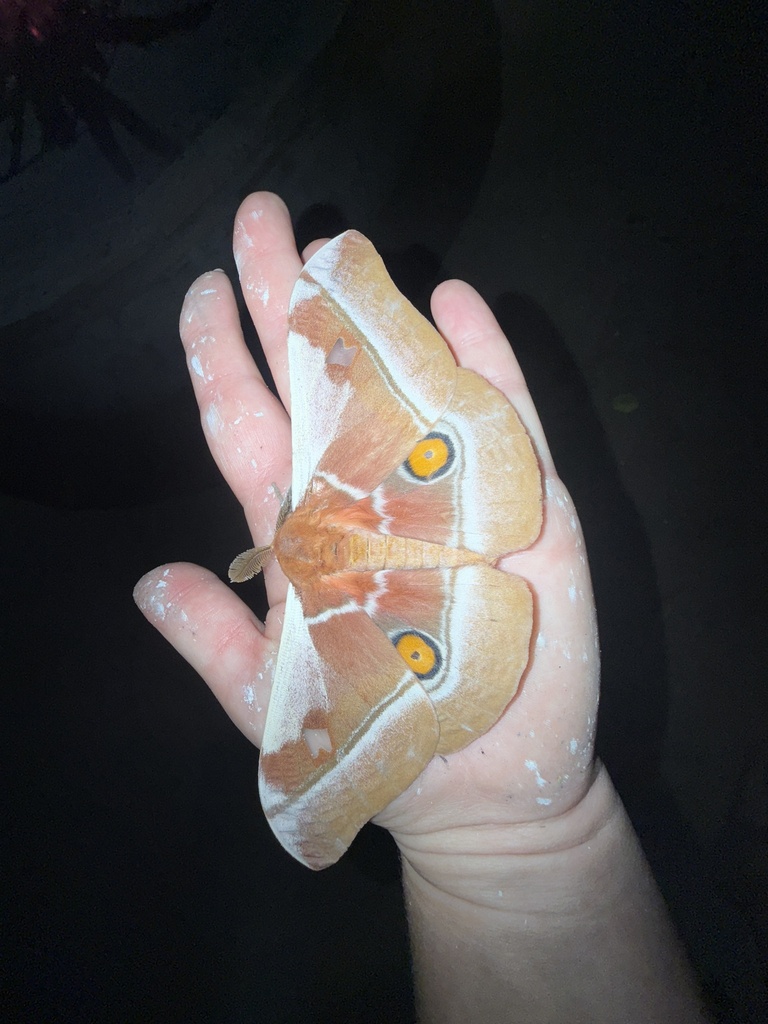 Mopane Worm from Zambezi, Zambezi, NA on November 3, 2024 at 08:37 PM ...
