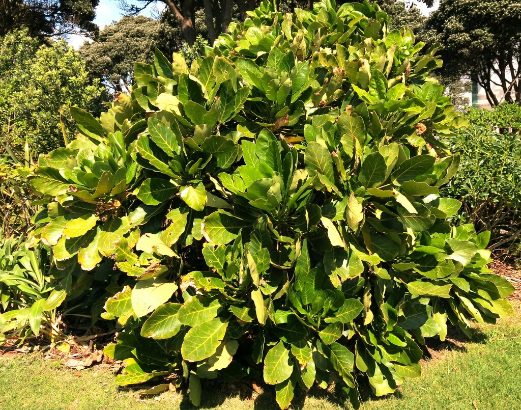 Pukanui from New Plymouth Central, New Plymouth, New Zealand on October ...