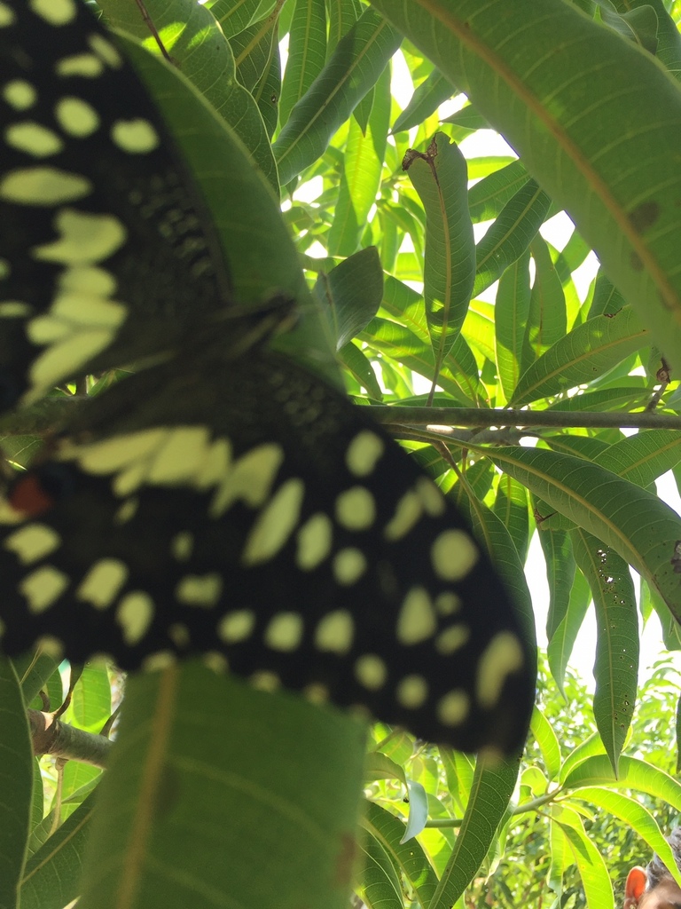 Lime Swallowtail from Cejlon, Northern Province, LK on October 26, 2024 ...