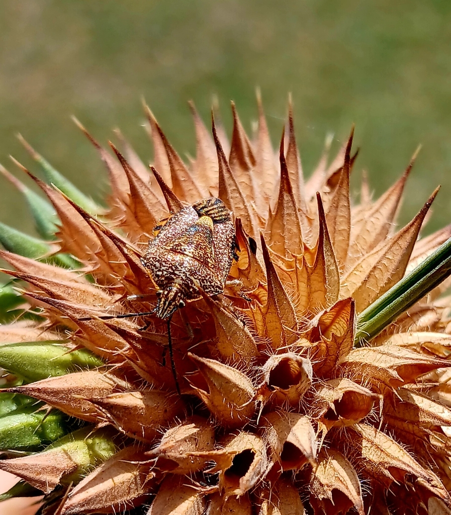 Sunflower Seed Bug from Bonnie Brae, Cape Town, 7570, South Africa on ...