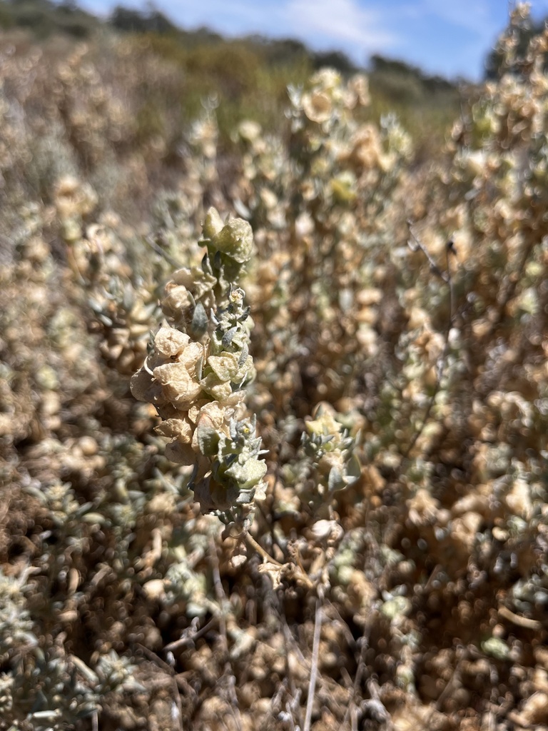 Lindley's Saltbush from Maude, NSW, AU on November 5, 2024 at 01:20 PM ...