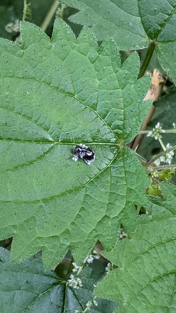 Demimaea from 1451 Yamanouchi, Kamakura, Kanagawa 247-0062, Japan on ...