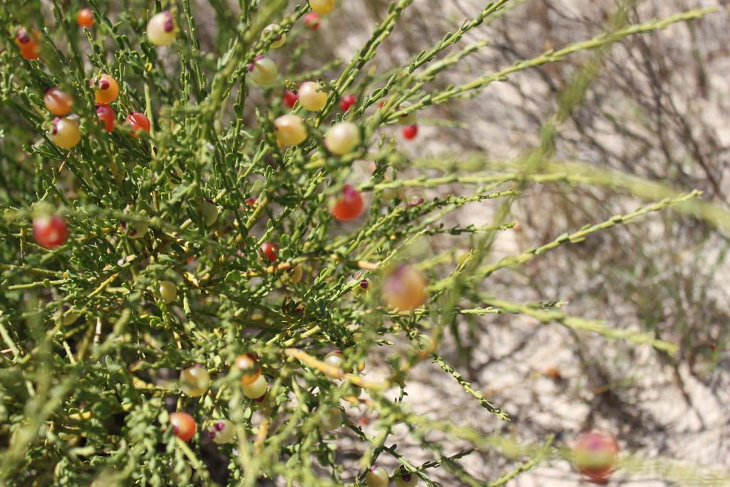 tortoise berry on November 05, 2024 at 11:39 AM by Newill Dynaard ...
