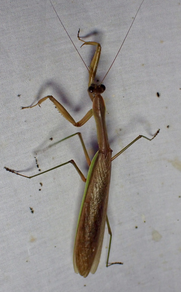 Chinese Mantis from Essex, CA-ON, CA on November 4, 2024 at 08:01 PM by ...