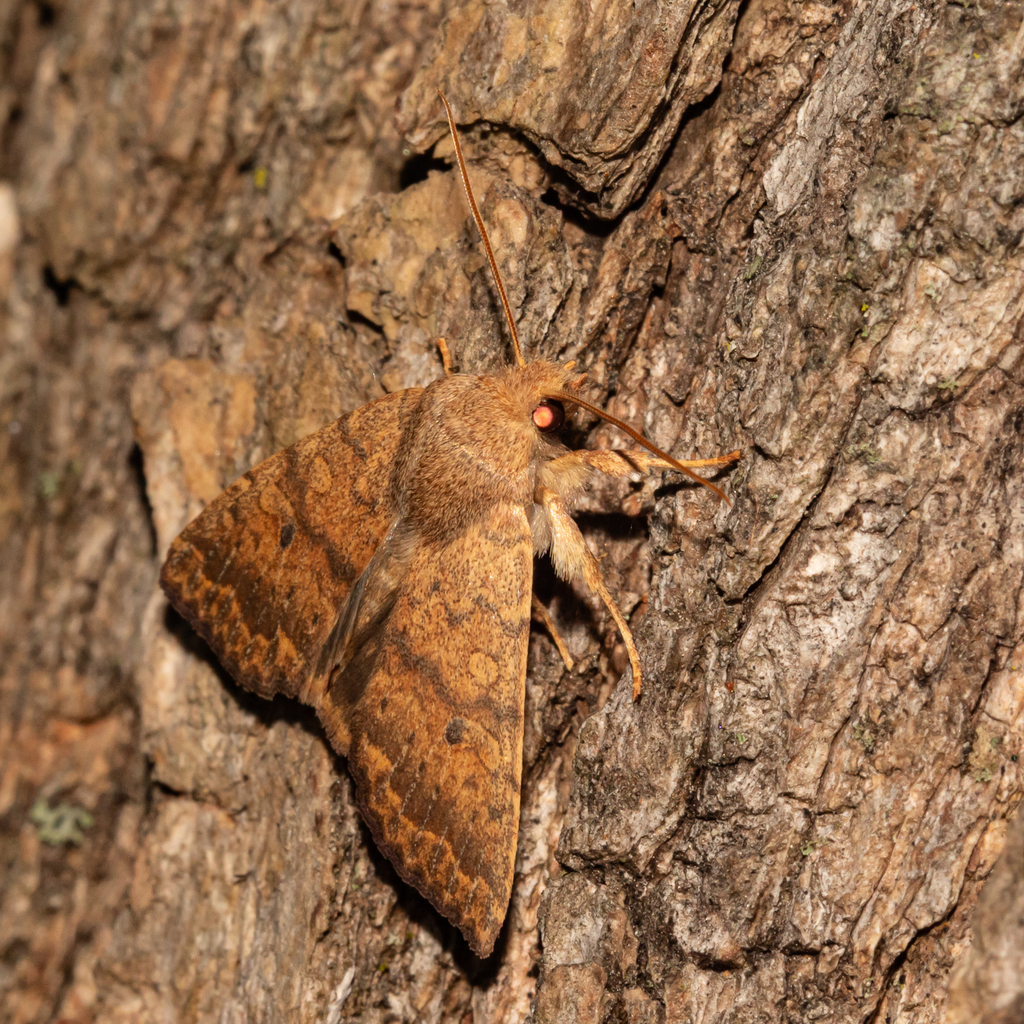 Bicolored Sallow from Anne Arundel County, MD, USA on October 4, 2024 ...