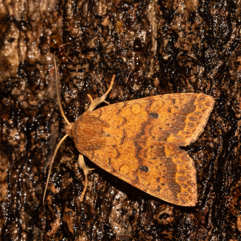 Bicolored Sallow from Anne Arundel County, MD, USA on October 4, 2024 ...