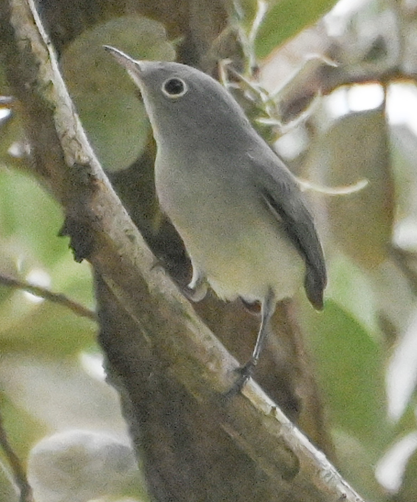 Blue-gray Gnatcatcher from Lauderdale Harbours, Fort Lauderdale, FL ...