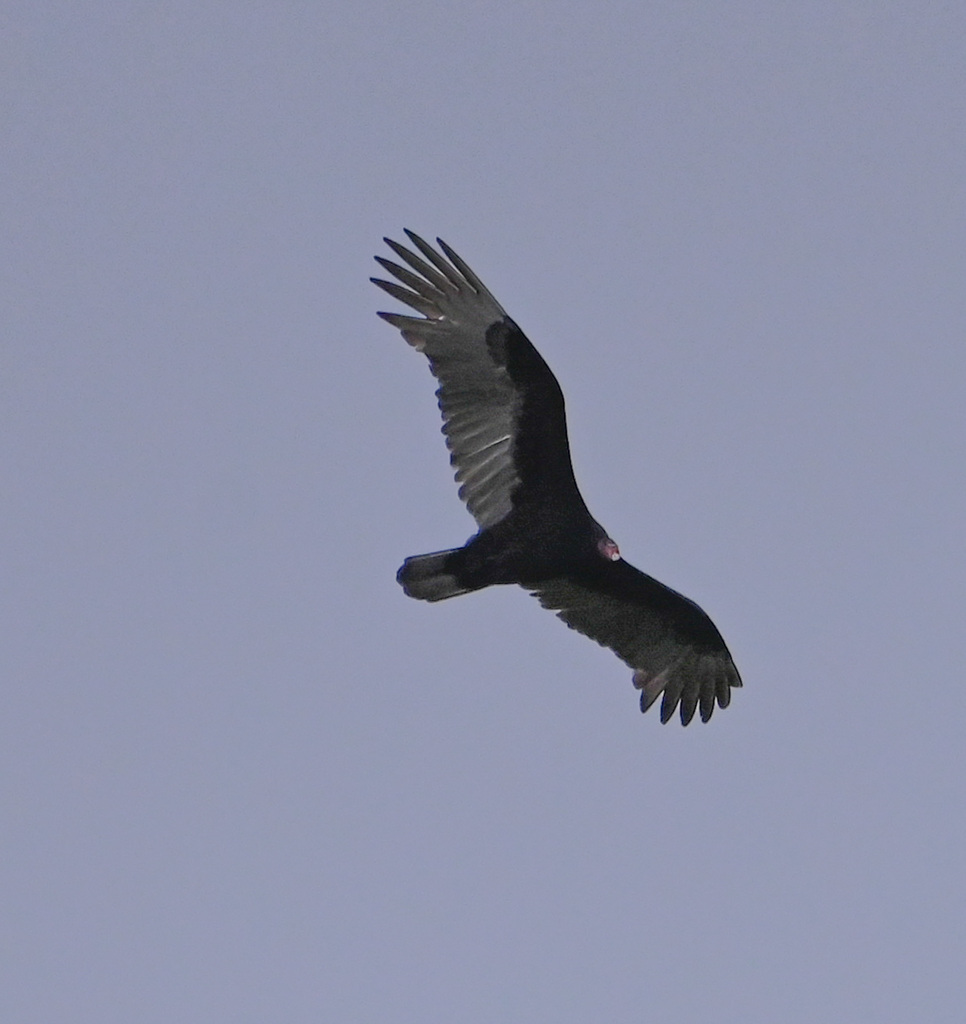 Turkey Vulture from East Fort Lauderdale, Fort Lauderdale, FL, USA on ...