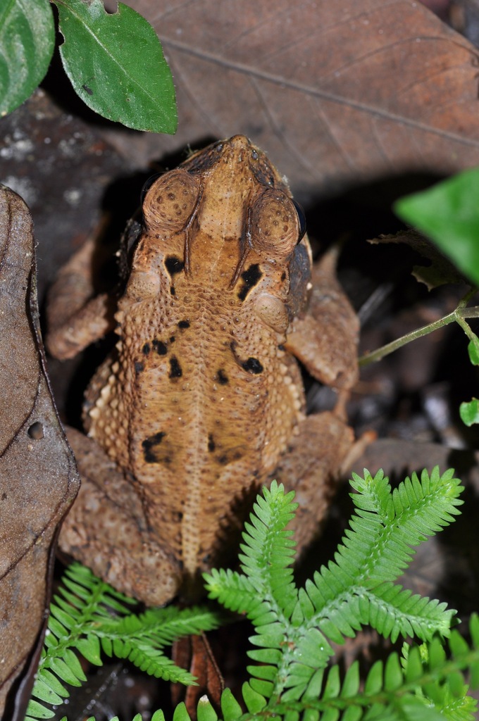 Wet Forest Toad from Alajuela, San Carlos, Costa Rica on January 7 ...