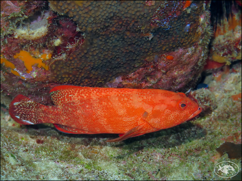 Flagtail Grouper from Drumsite, , Christmas Island on October 16, 2023 ...