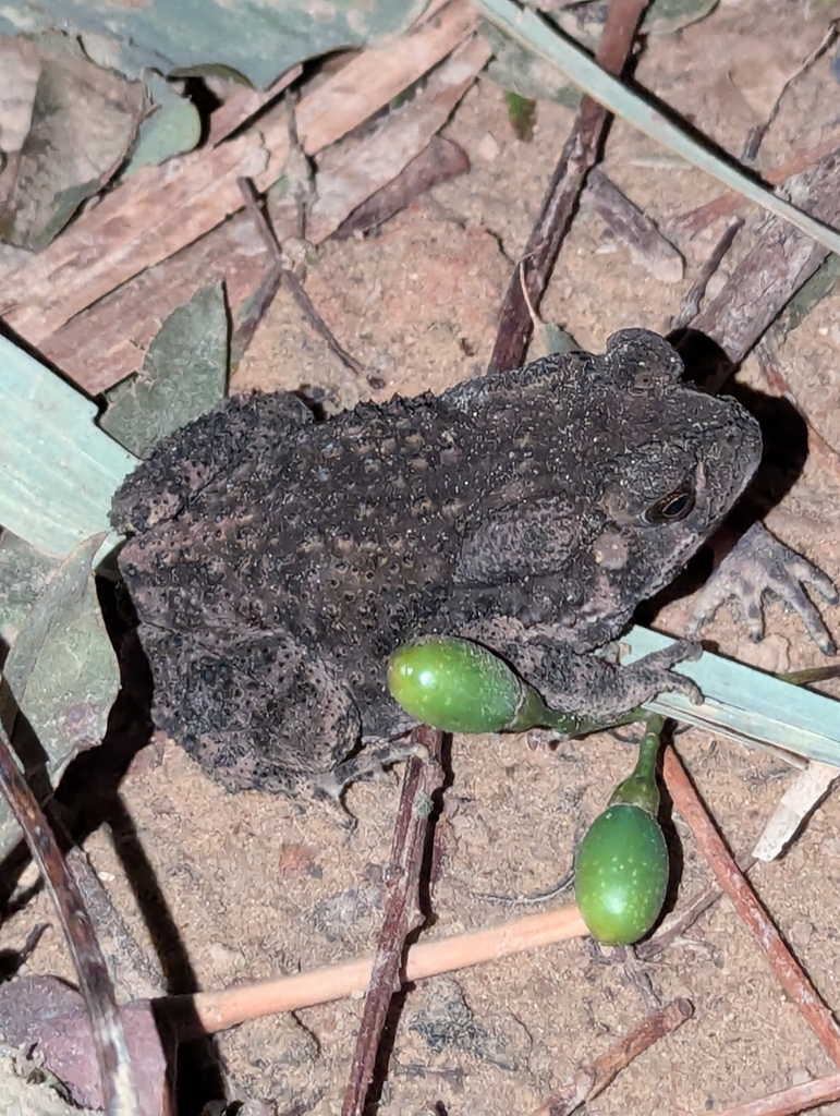 Asian Common Toad from 427, Taiwan, 台中市潭子區福仁里 on November 5, 2024 at 10 ...