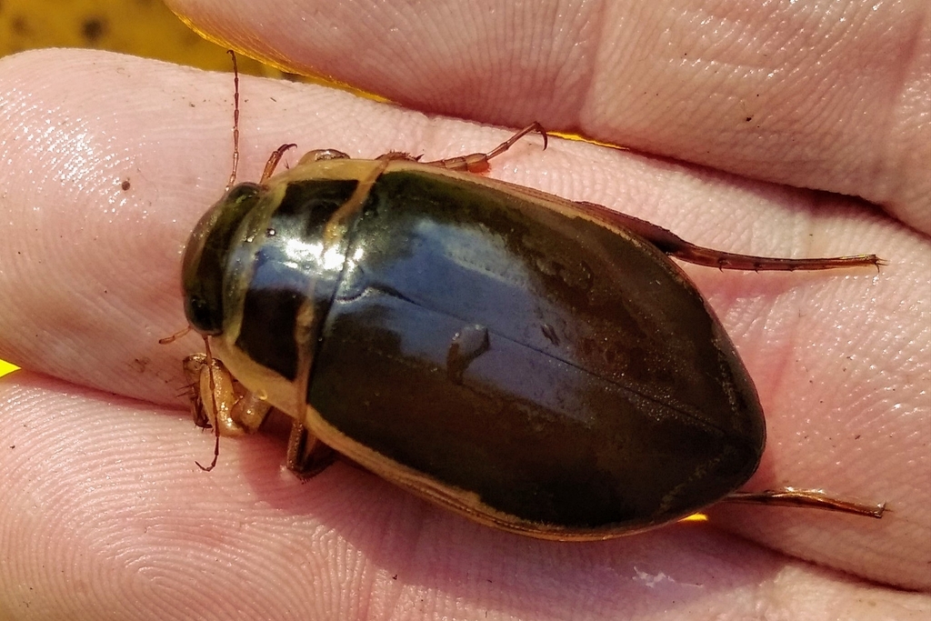 Dytiscus marginalis marginalis from Hoštice 26, 339 01 Mochtín-Klatovy ...
