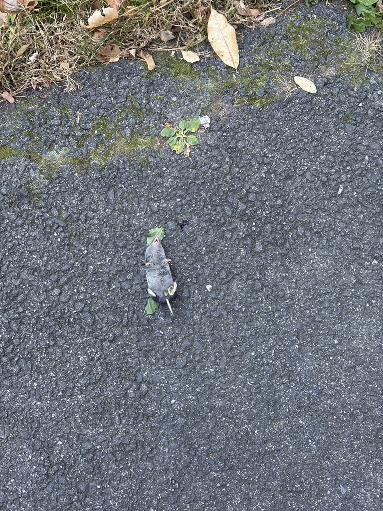 Northern Short-tailed Shrew from Lenoir Preserve, Yonkers, NY, US on ...