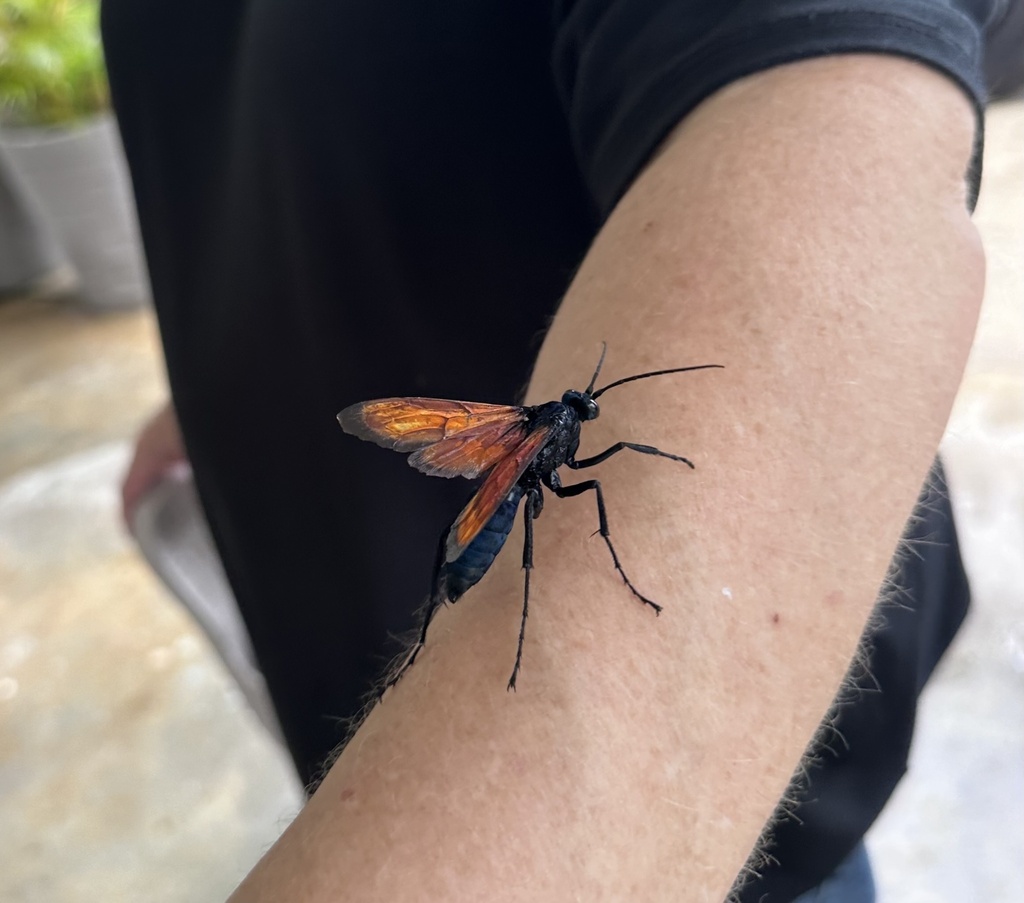 Thisbe's Tarantula-hawk Wasp from Puerto Rico, Fajardo, PR, US on ...