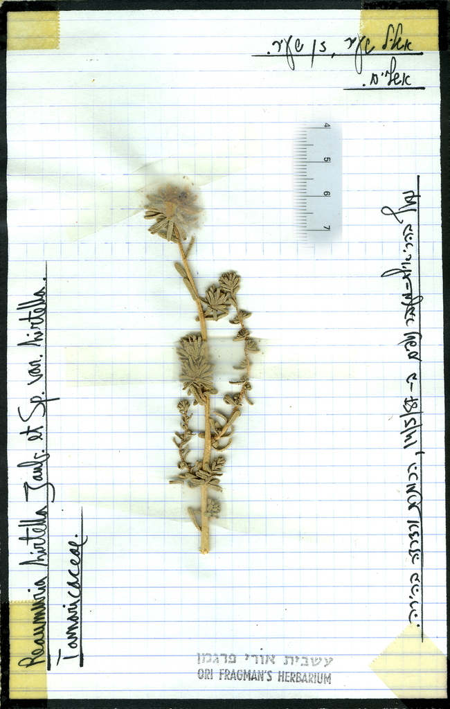 Reaumuria hirtella from Nakhl, North Sinai Governorate, Egypt on May 14 ...