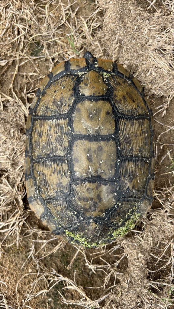 Red-eared Slider from Jimmy Clay Golf Course, Austin, TX, US on ...