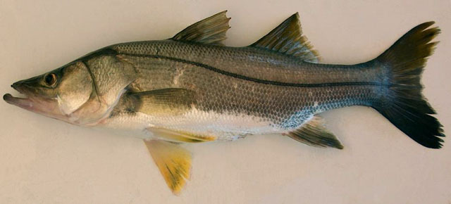Mexican Snook from Centro, Emiliano Zapata, Tab., México on March 6 ...