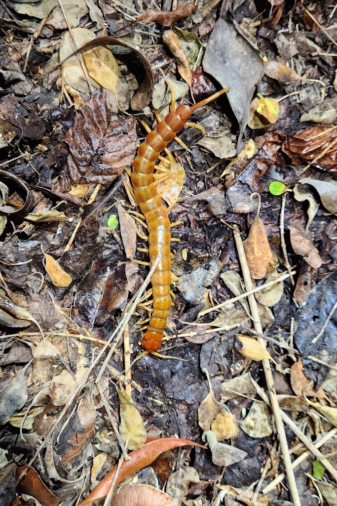 Caribbean Giant Centipede from North Key Largo, FL 33037, USA on ...