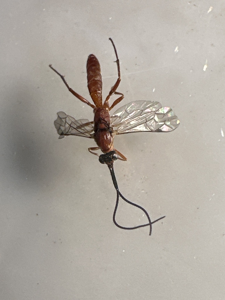 Mesochorinae from Clear Spring Dr, Houston, TX, US on November 5, 2024 ...
