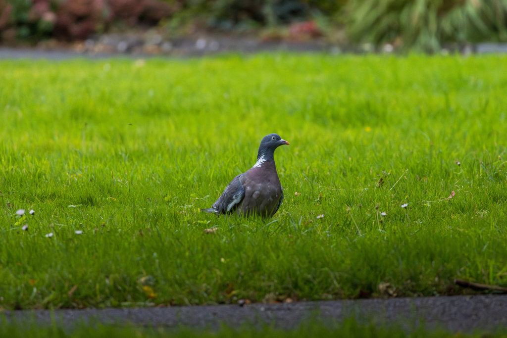 Common Wood-Pigeon from Adare, Co. Limerick, Ireland on September 9 ...