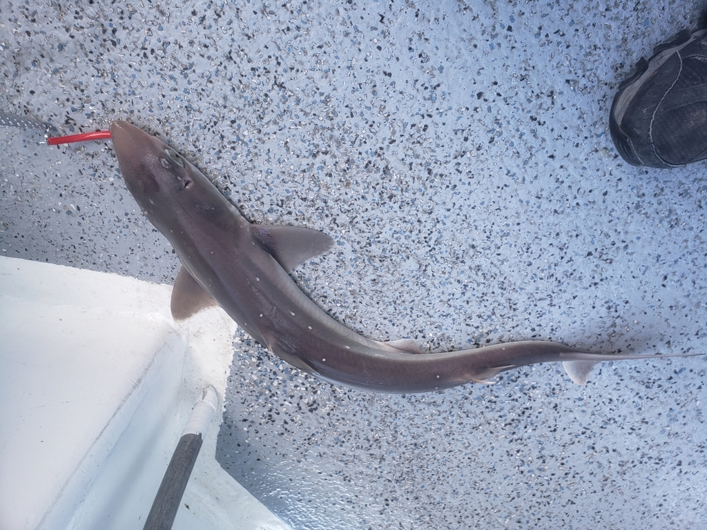 White-spotted Dogfish in November 2024 by The Wandering Piney · iNaturalist