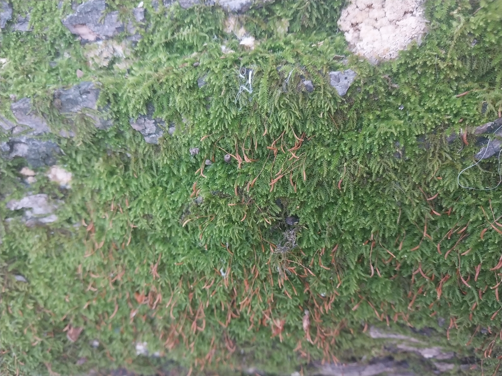 creeping feather-moss from Clara Barton, Fargo, ND 58103, USA on ...
